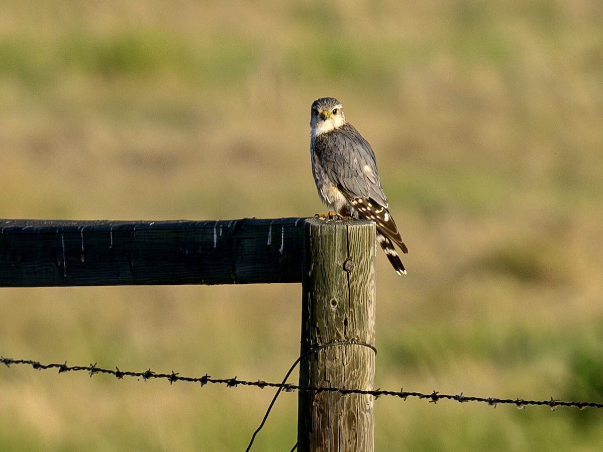 eBird Checklist - 7 Jun 2023 - Frank Lake--Basin 4 - 23 species