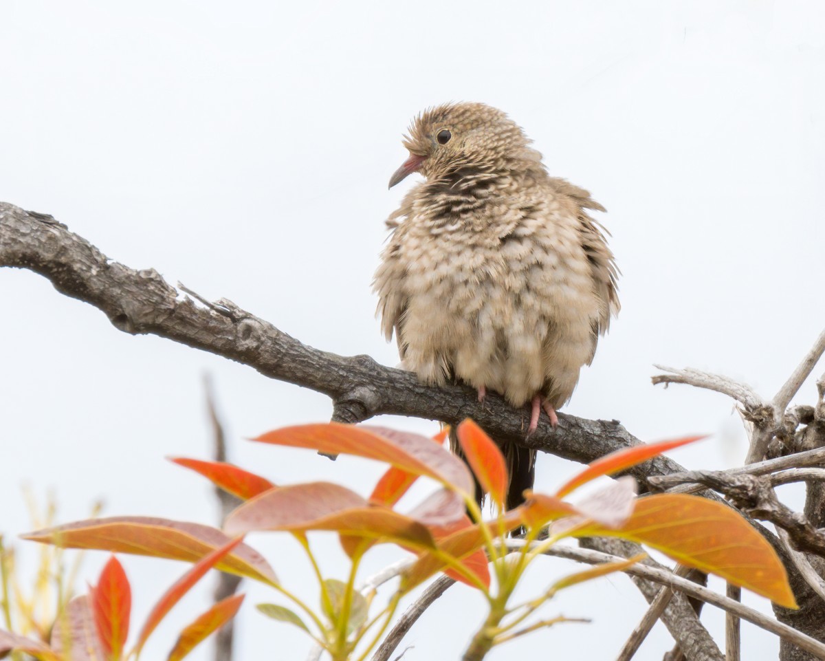 eBird Checklist - 7 Jun 2023 - Farren Road - 35 species (+2 other taxa)