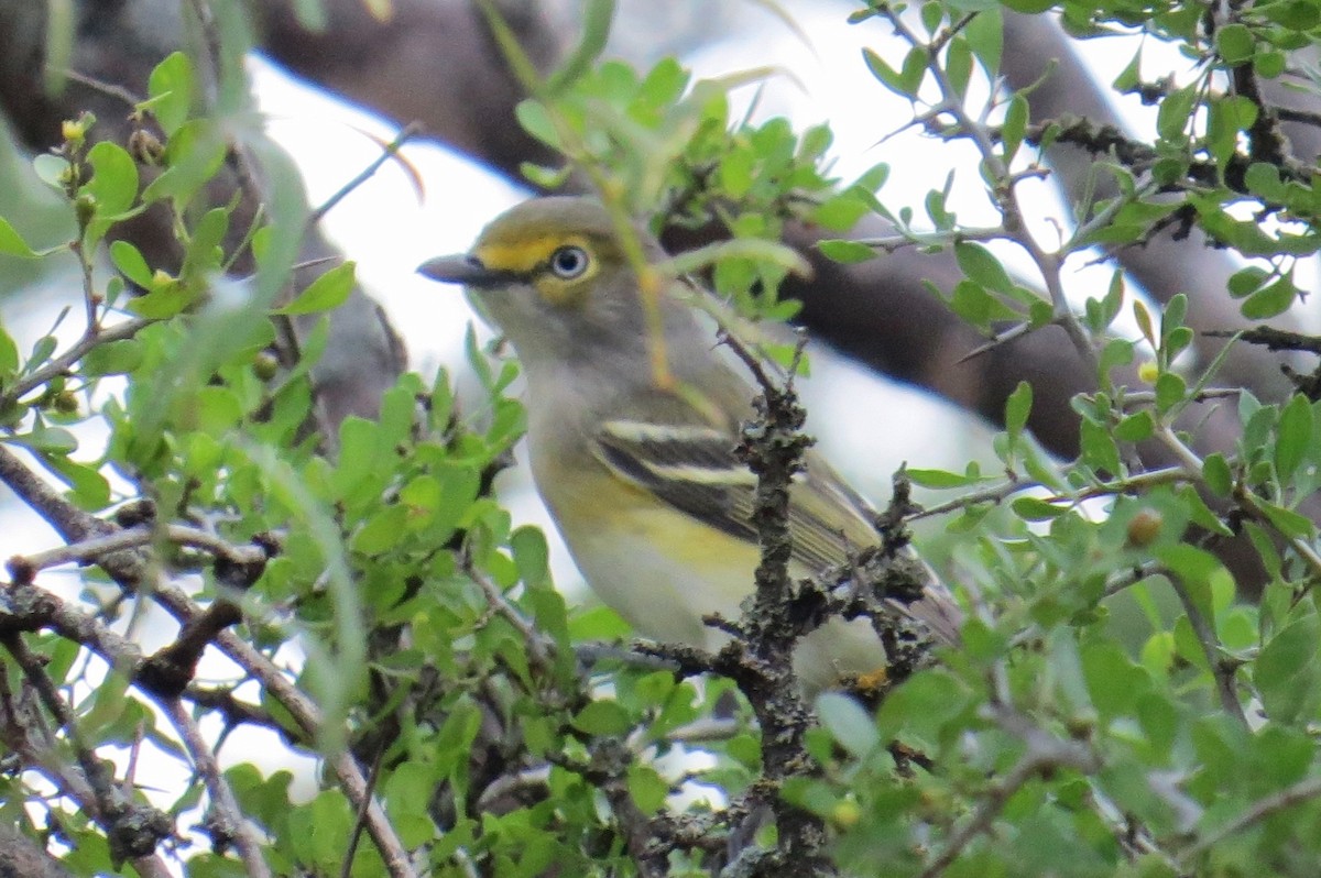 eBird Checklist - 10 Sep 2022 - South Llano River SP--Agarita Bird ...