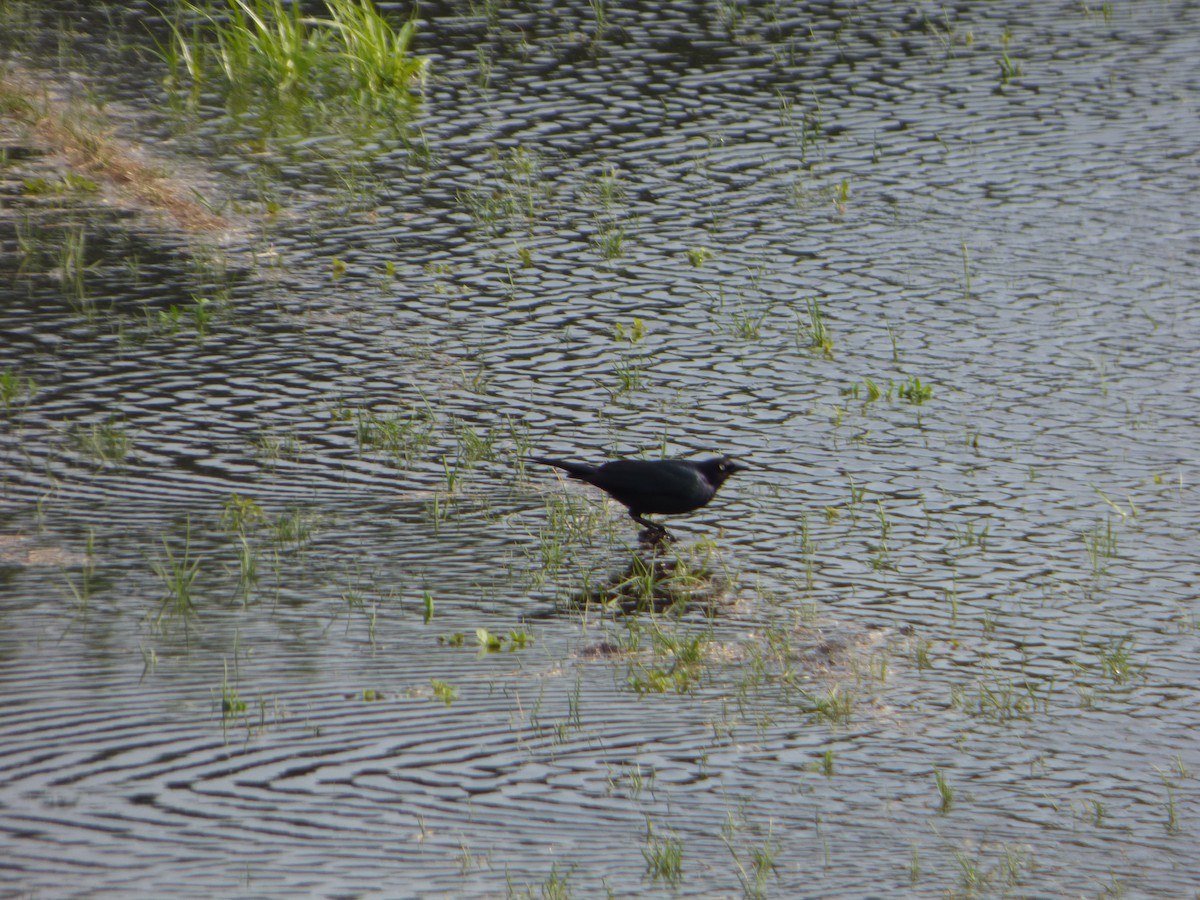 eBird Checklist - 7 Jun 2023 - AAA Turf Farm (Ottawa Co.) - 11 species