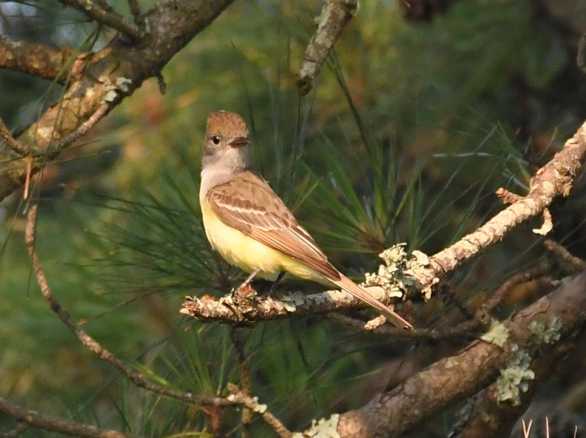 eBird Checklist - 7 Jun 2023 - Home, Kitty Hawk Bay Dr., Colington ...