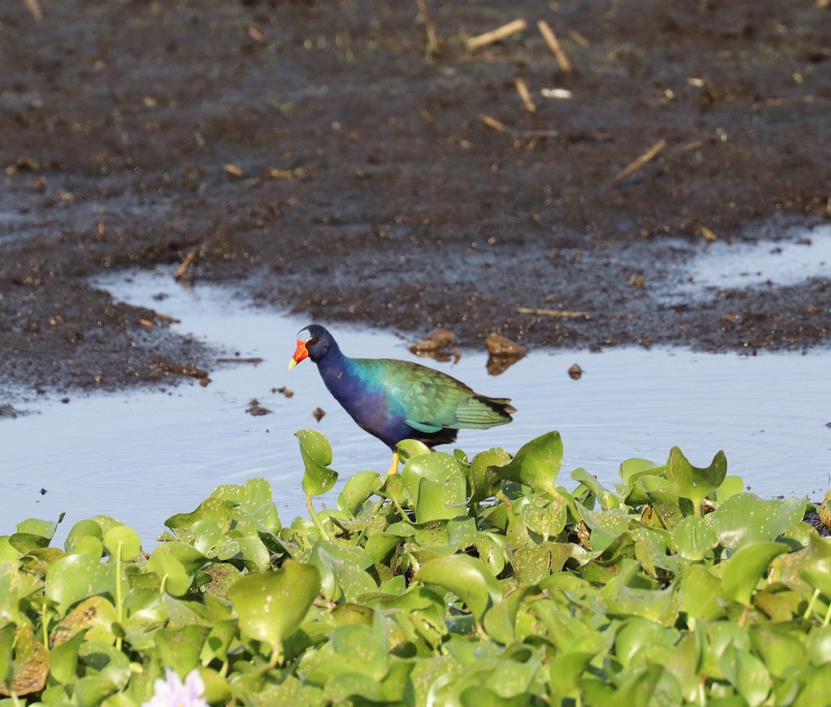 eBird Checklist - 7 Jun 2023 - "Snake Pit" - 25 species