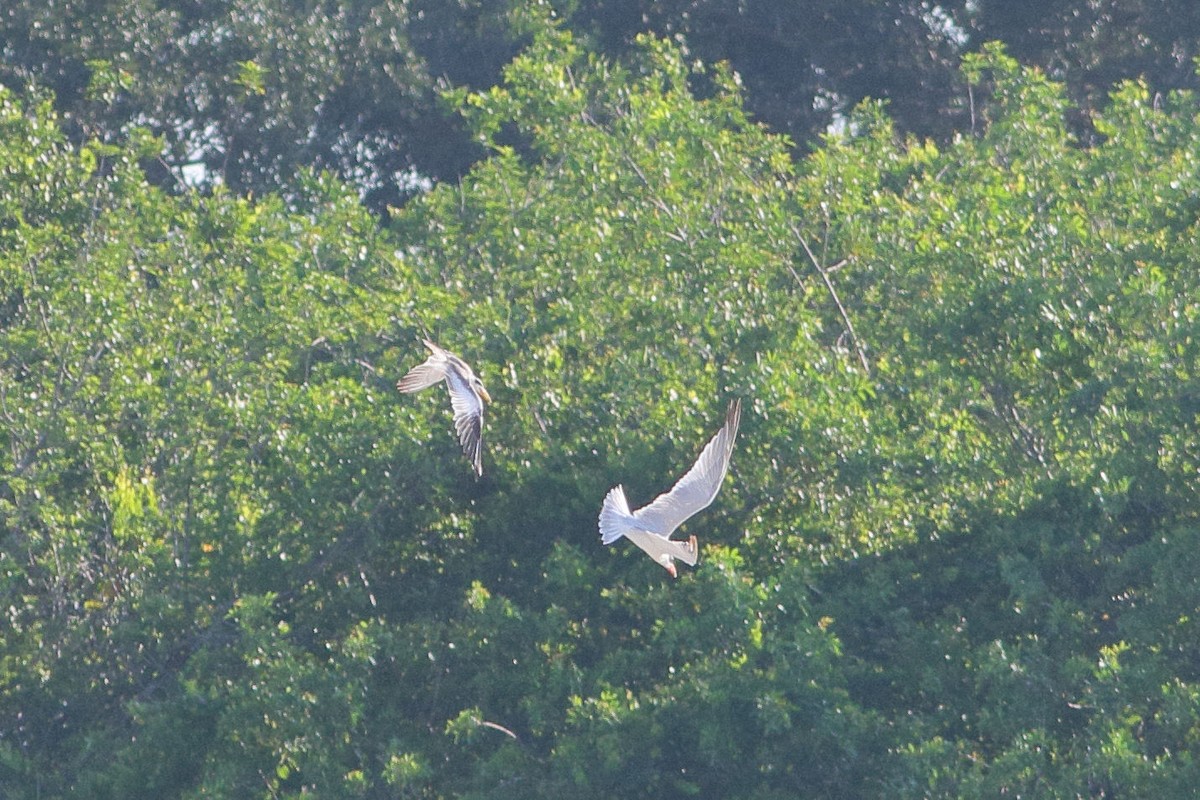 eBird Checklist - 4 Jun 2023 - Pope Paul II Blvd. - 35 species