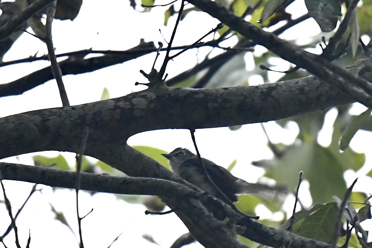 eBird Checklist - 7 Jun 2023 - Off Colington Rd, Kill Devil Hills US-NC ...