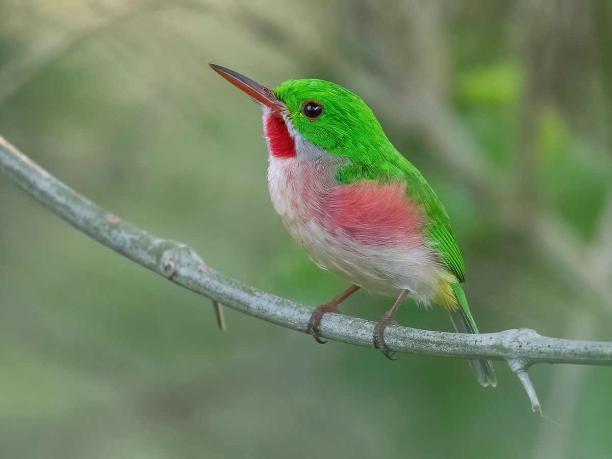Broad-billed Tody - Todus subulatus - Birds of the World