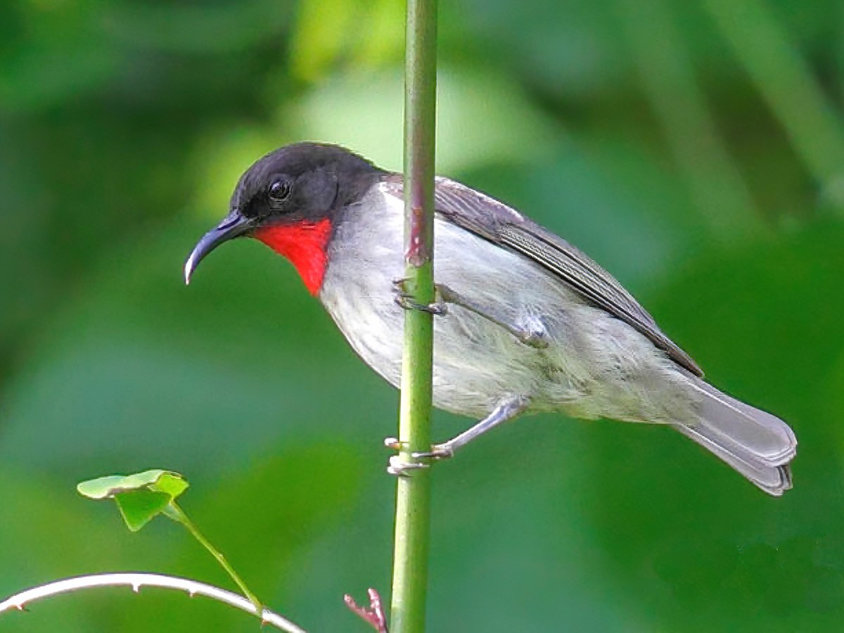 Sclater's Myzomela - Myzomela sclateri - Birds of the World