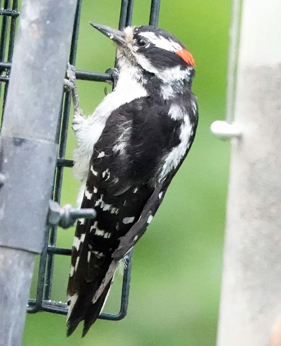 eBird Checklist - 7 Jun 2023 - Waneka Lake/Greenlee Preserve - 20 species