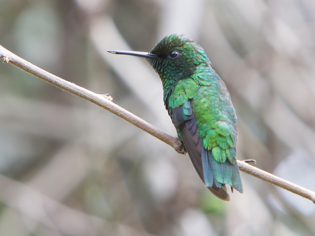 Green-tailed Emerald - Chlorostilbon alice - Birds of the World