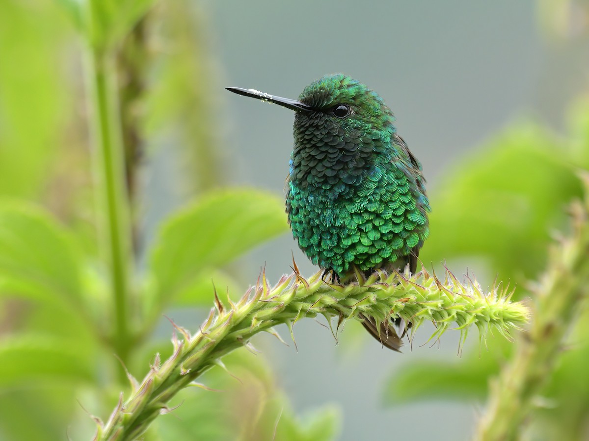 Narrow-tailed Emerald - Chlorostilbon stenurus - Birds of the World