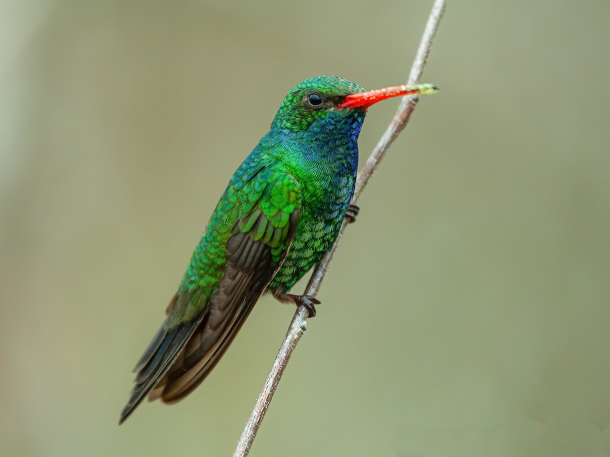 Tres Marias Hummingbird - Cynanthus lawrencei - Birds of the World