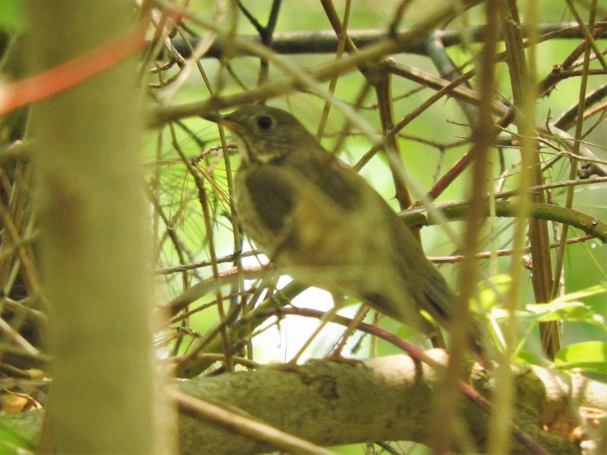 eBird Checklist - 7 Jun 2023 - Oakville--South Shell Park and Suncor ...