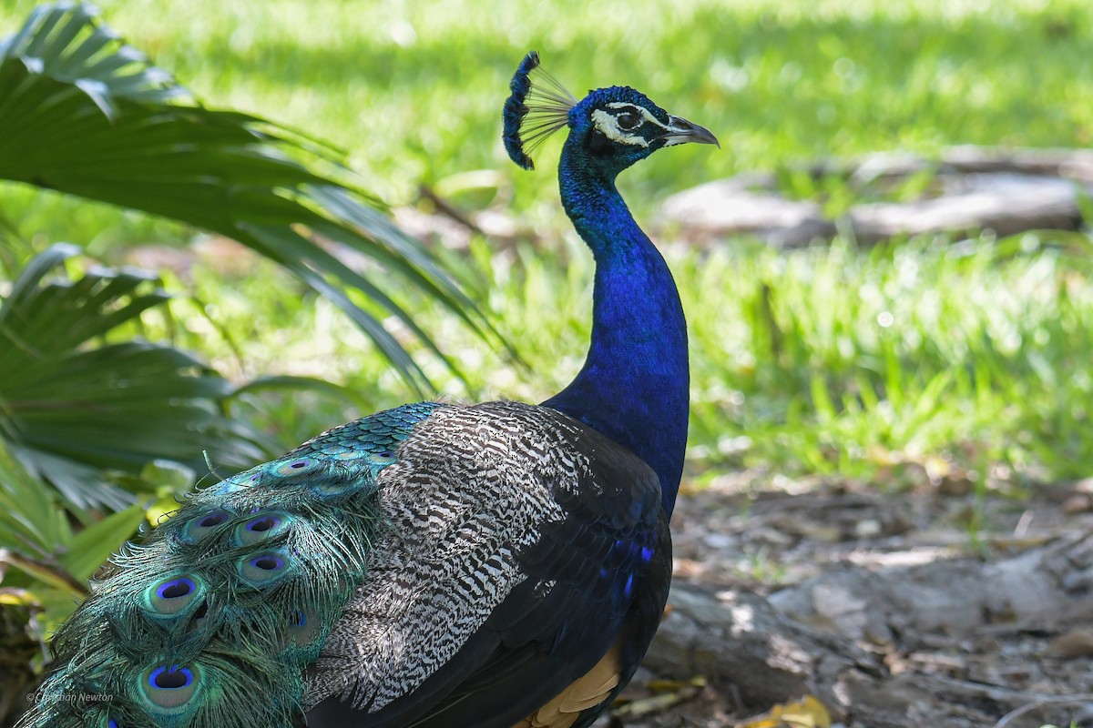 eBird Checklist - 22 Jun 2021 - Crandon Park - 19 species
