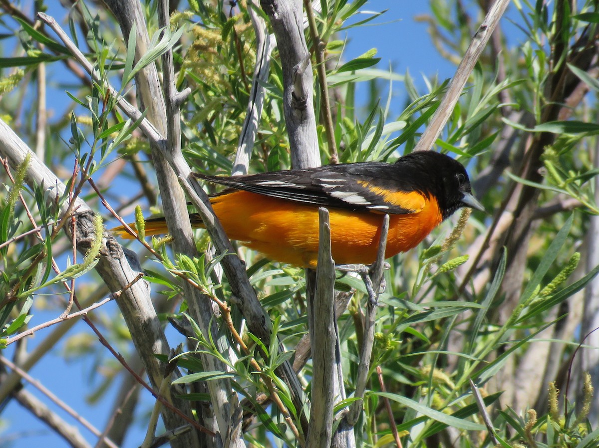 eBird Checklist - 3 Jun 2023 - BAOR North of Benson Pond 6/3/23 - 1 species