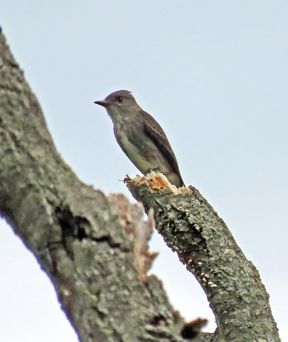 eBird Checklist - 7 Jun 2023 - Marblehead Neck Wildlife Sanctuary (Mass ...
