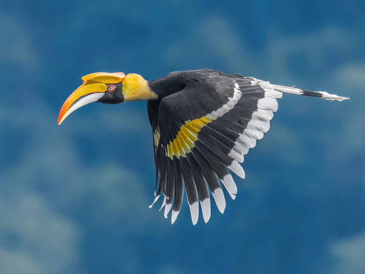 Great Indian Hornbill