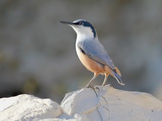 Eastern Rock Nuthatch - Sitta tephronota - Birds of the World