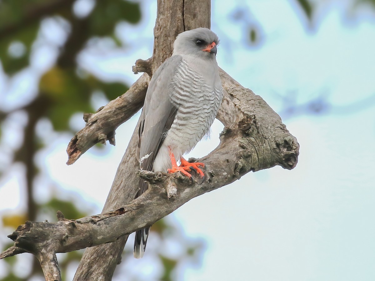 Gabar Goshawk - Micronisus gabar - Birds of the World