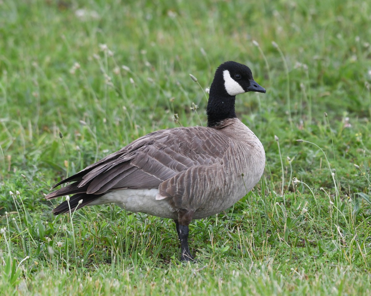 eBird Checklist - 8 Jun 2023 - Belcher Branch Lake CA - 26 species