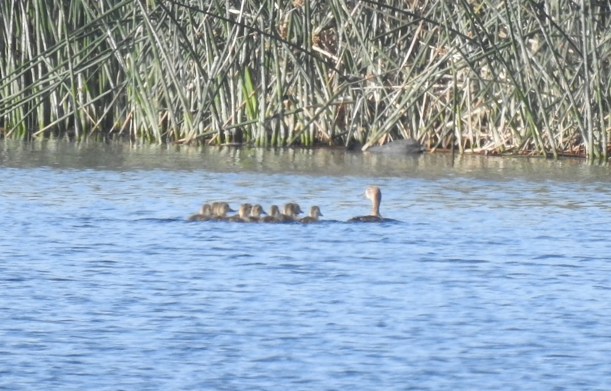 eBird Checklist - 8 Jun 2023 - Piute Ponds (permit required) - 52 ...