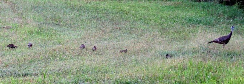 eBird Checklist - 8 Jun 2023 - Guana River WMA - 53 species (+1 other taxa)