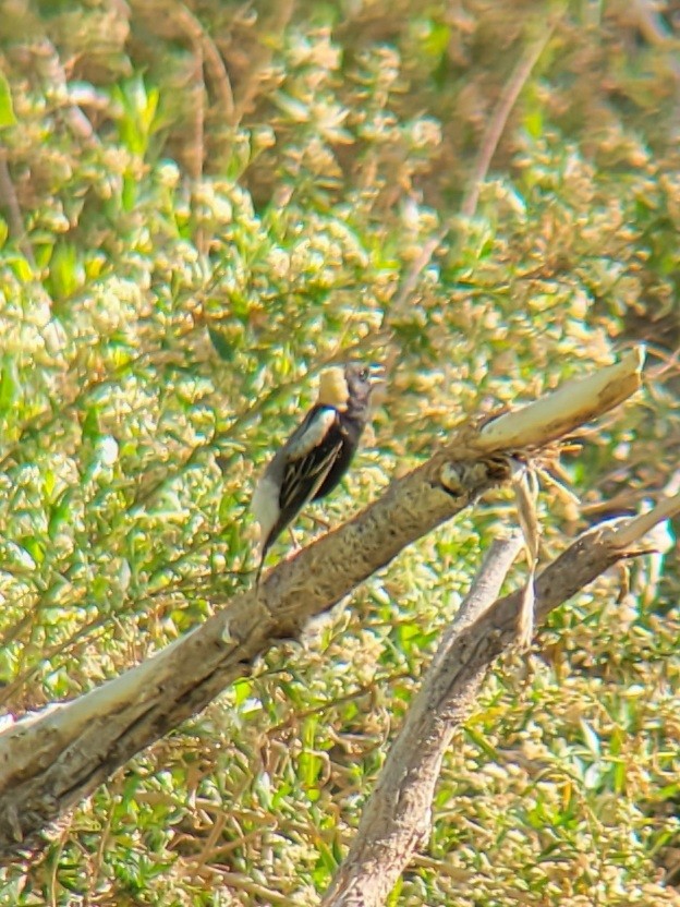 eBird Checklist - 21 May 2023 - Butterbredt Spring - 48 species (+3 ...