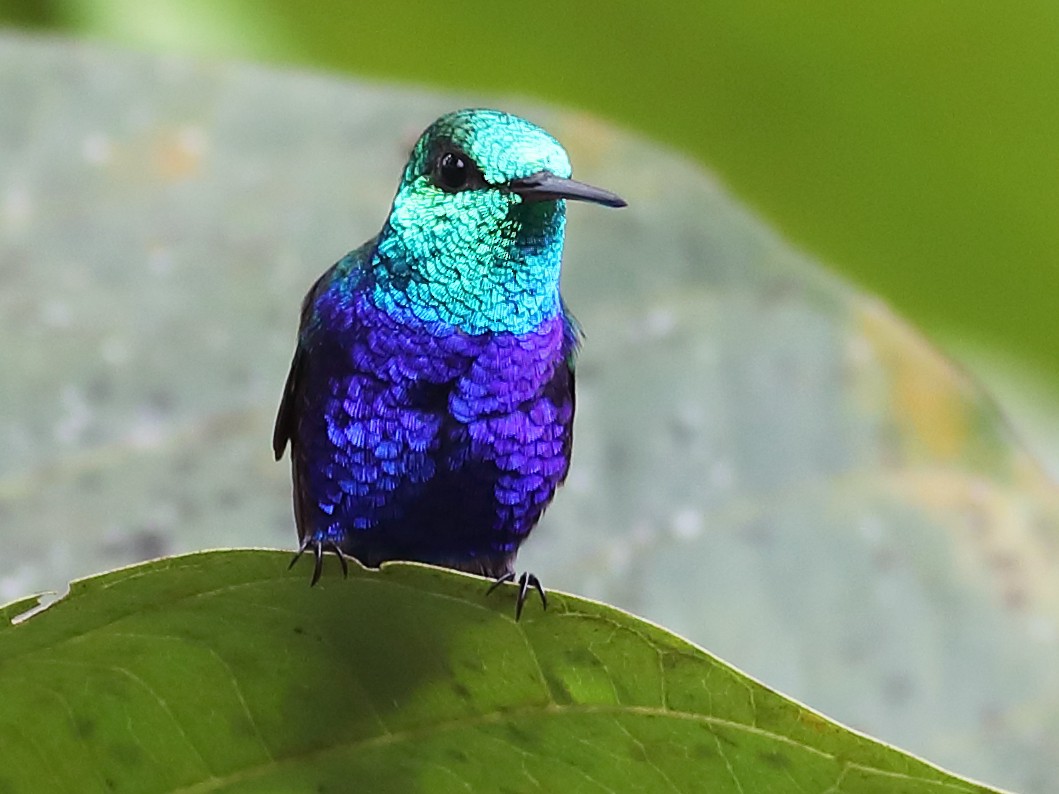 Violet-bellied Hummingbird - eBird