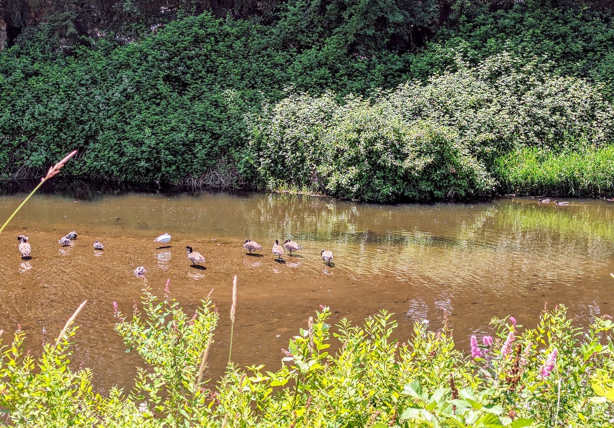 eBird Checklist - 8 Jun 2023 - Sammamish River--Bothell - 1 species