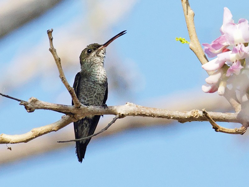 Sapphire-throated Hummingbird - eBird