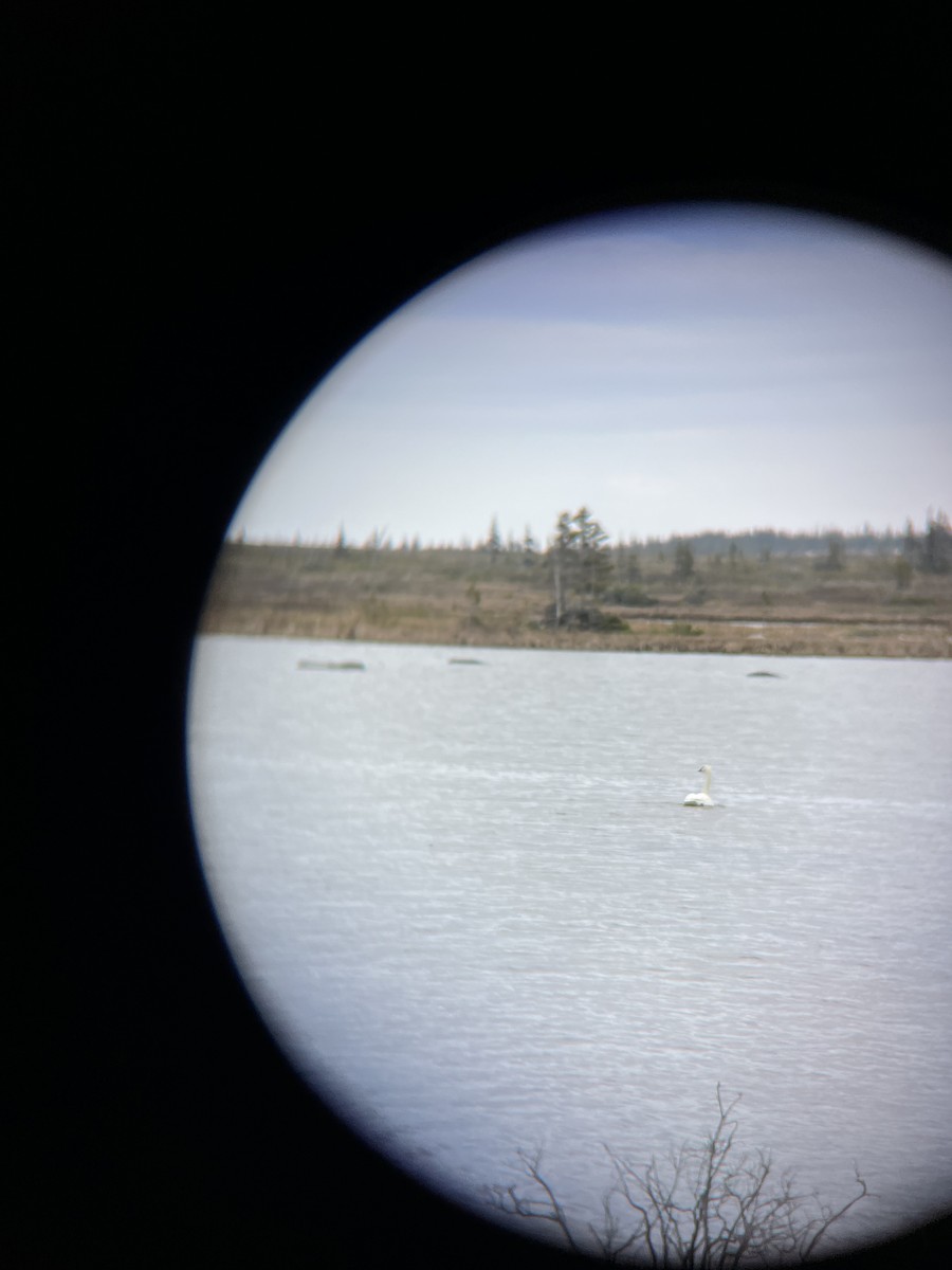 eBird Checklist - 7 Jun 2023 - Churchill--Bird Cove - 2 species