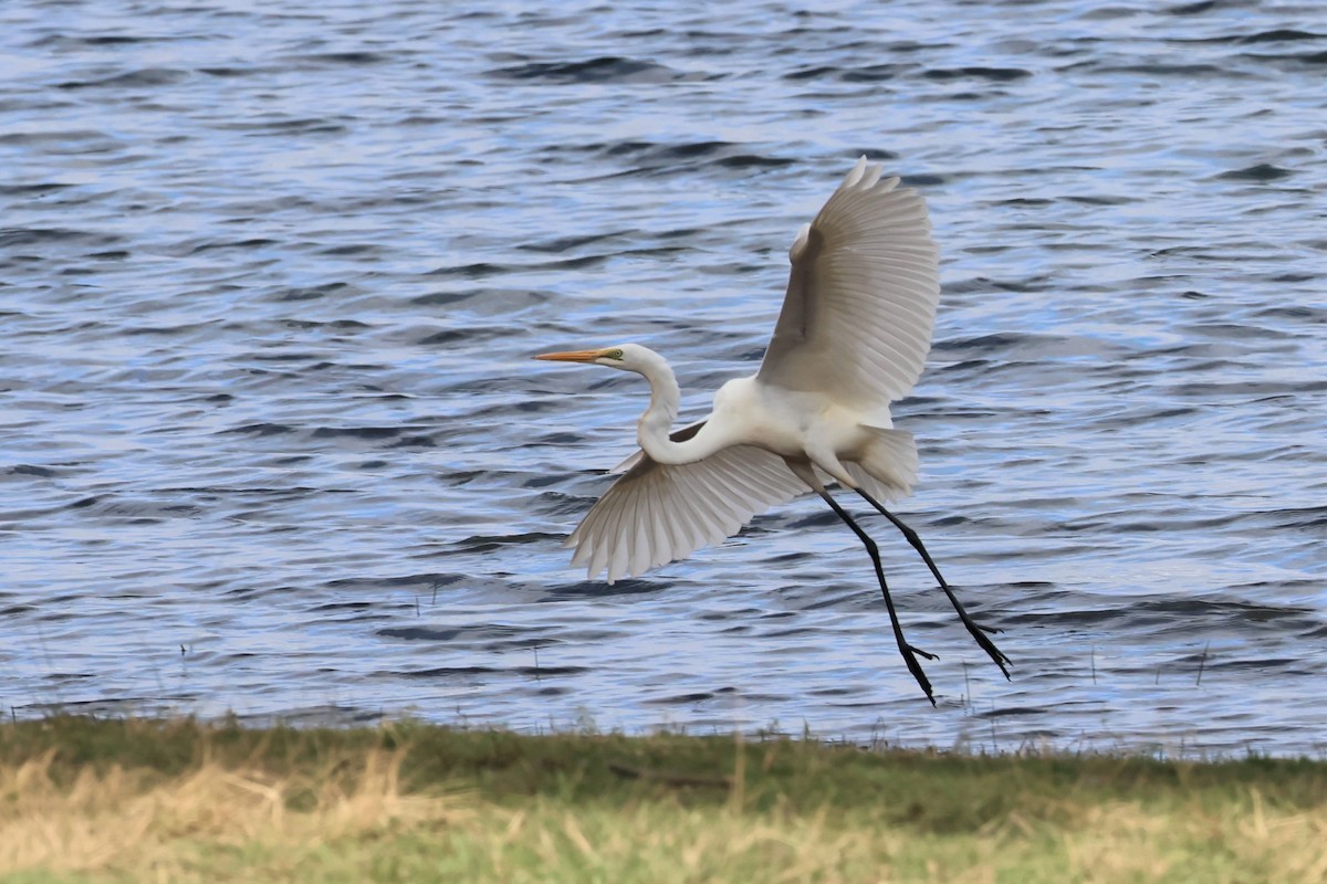 eBird Checklist - 9 Jun 2023 - Black Gully Road and shoreline. Tinaroo ...