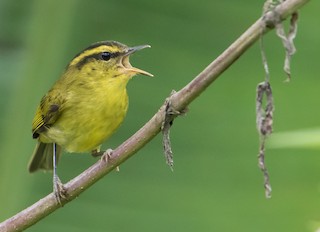 Mountain Leaf Warbler - Phylloscopus trivirgatus - Birds of the World