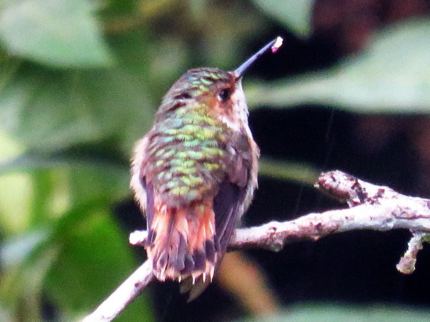Glow-throated Hummingbird - Selasphorus ardens - Birds of the World
