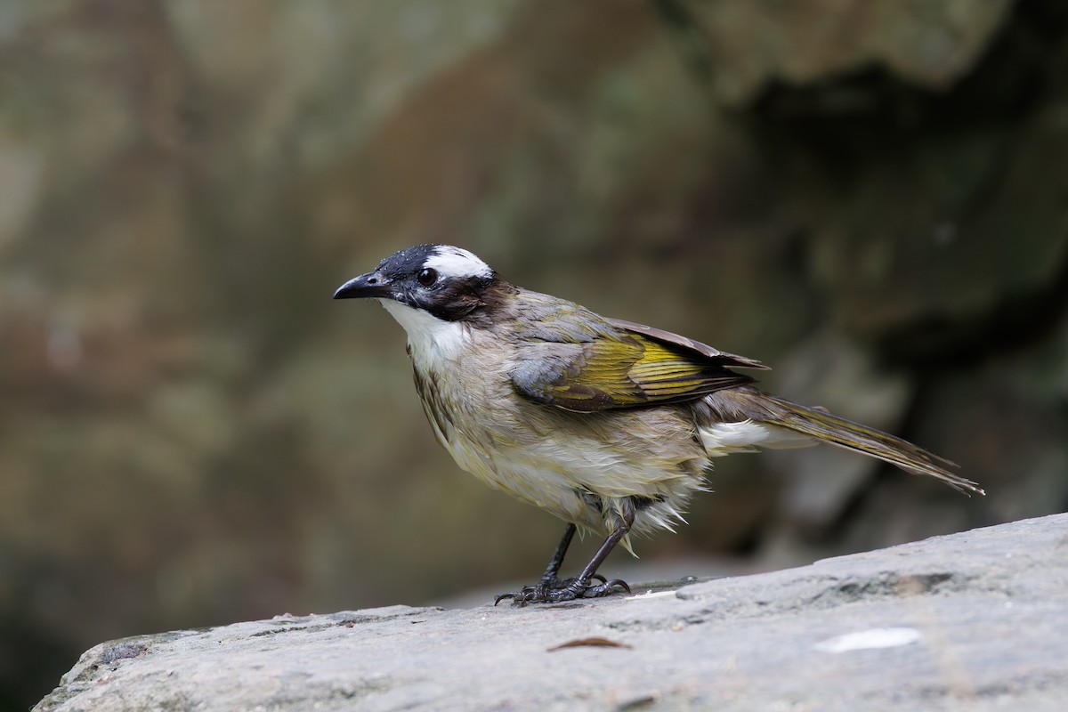 Light-vented Bulbul - Pycnonotus sinensis - Media Search - Macaulay ...