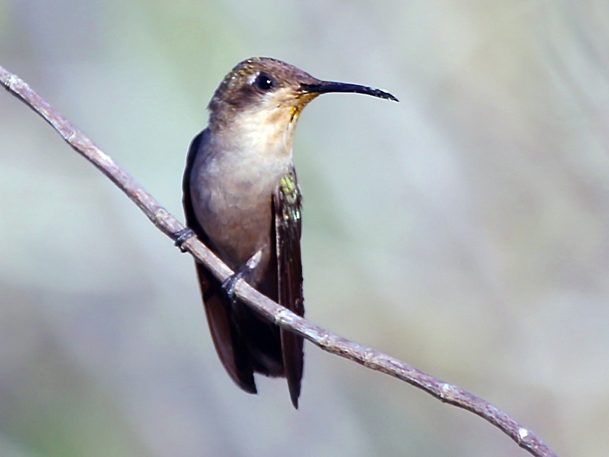 Ruby-topaz Hummingbird - eBird