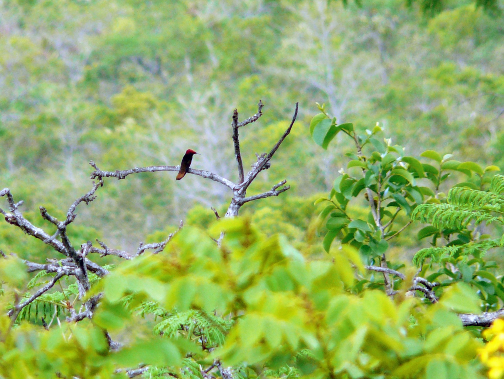 Ruby-topaz Hummingbird - eBird