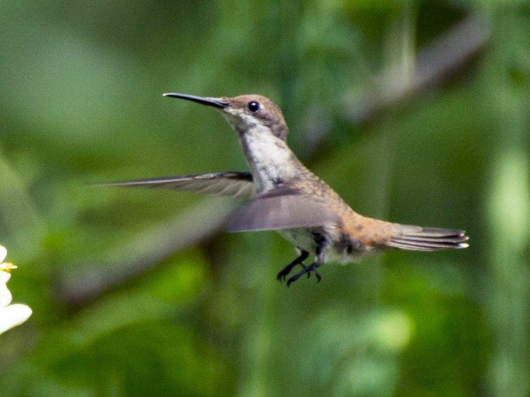 Ruby-topaz Hummingbird - eBird