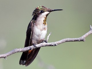 Ruby-topaz Hummingbird - eBird