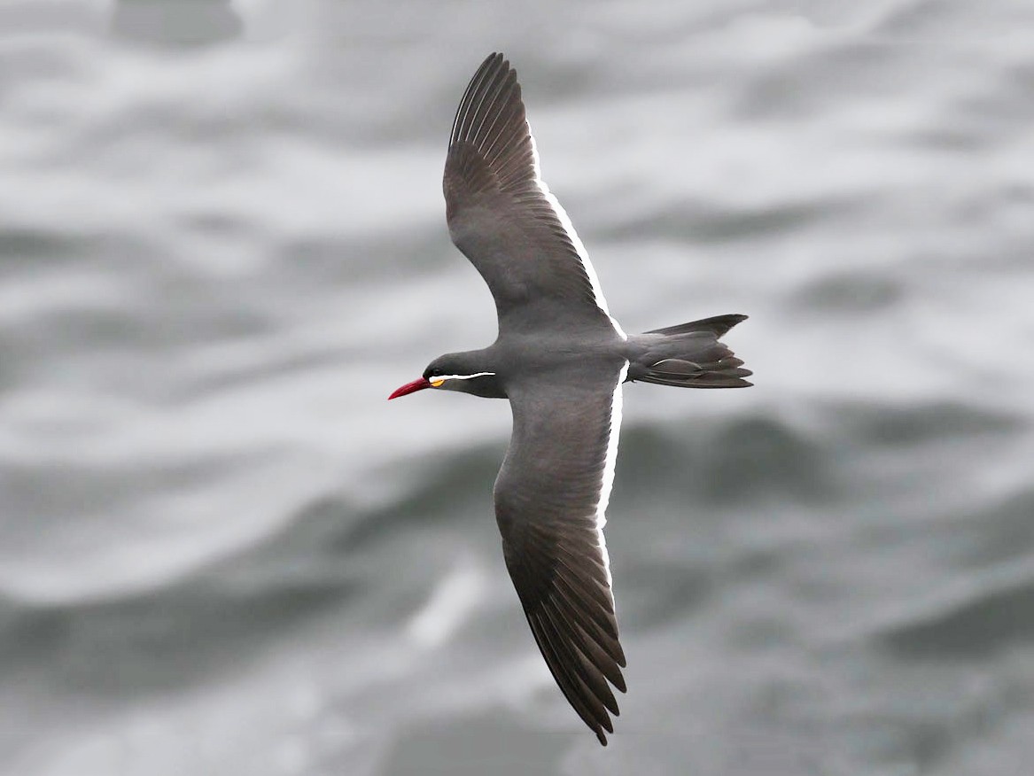 Inca Tern - eBird