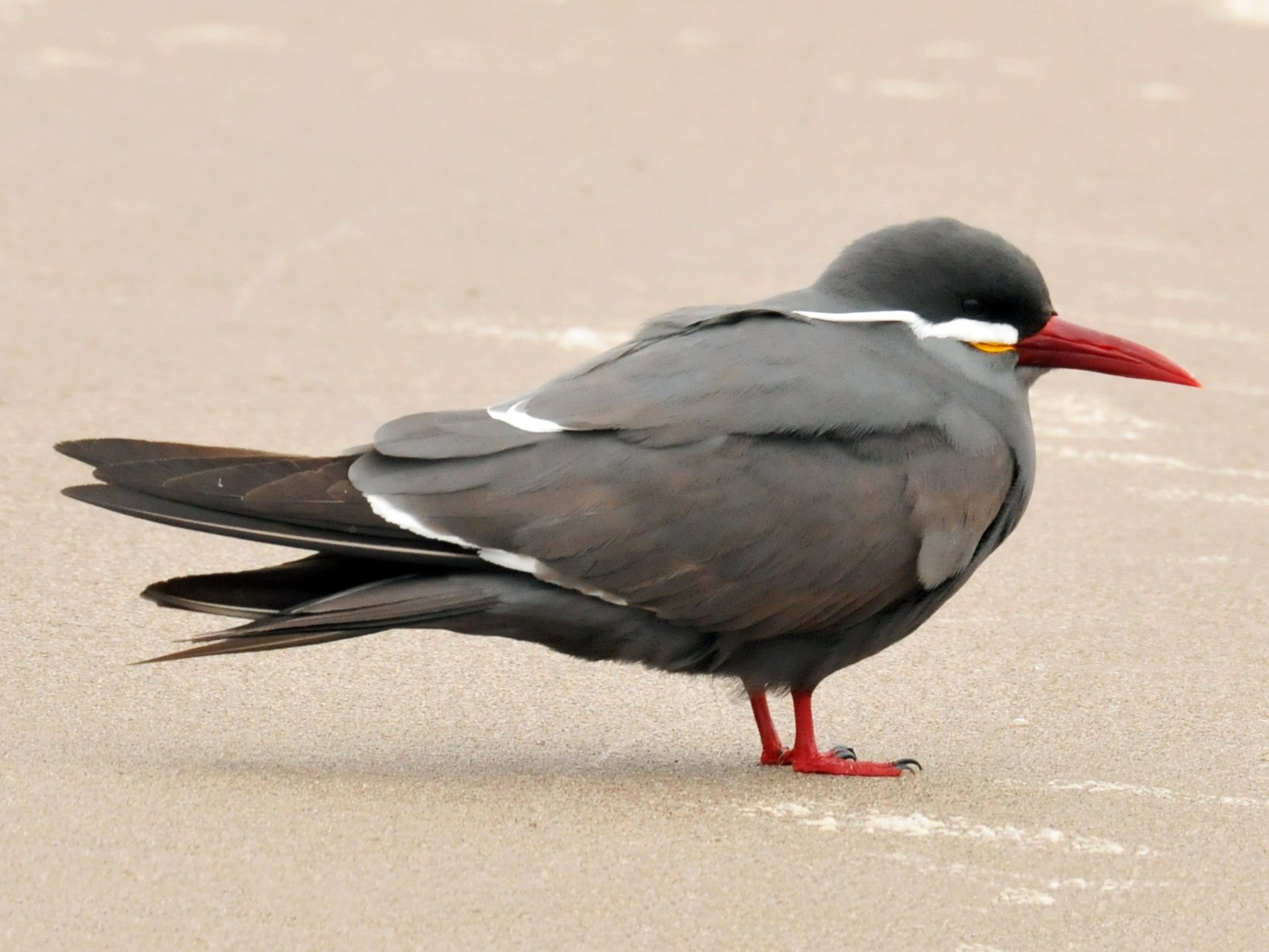 Inca Tern - eBird
