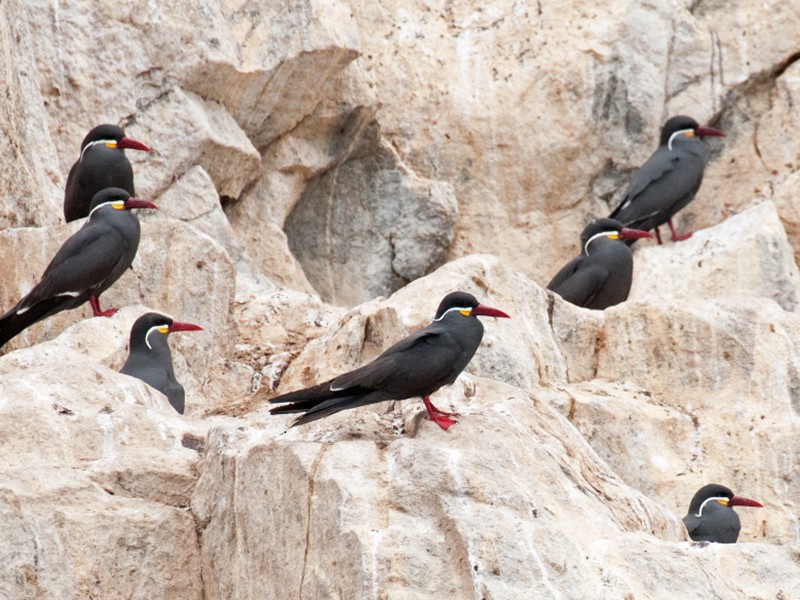 Inca Tern - eBird