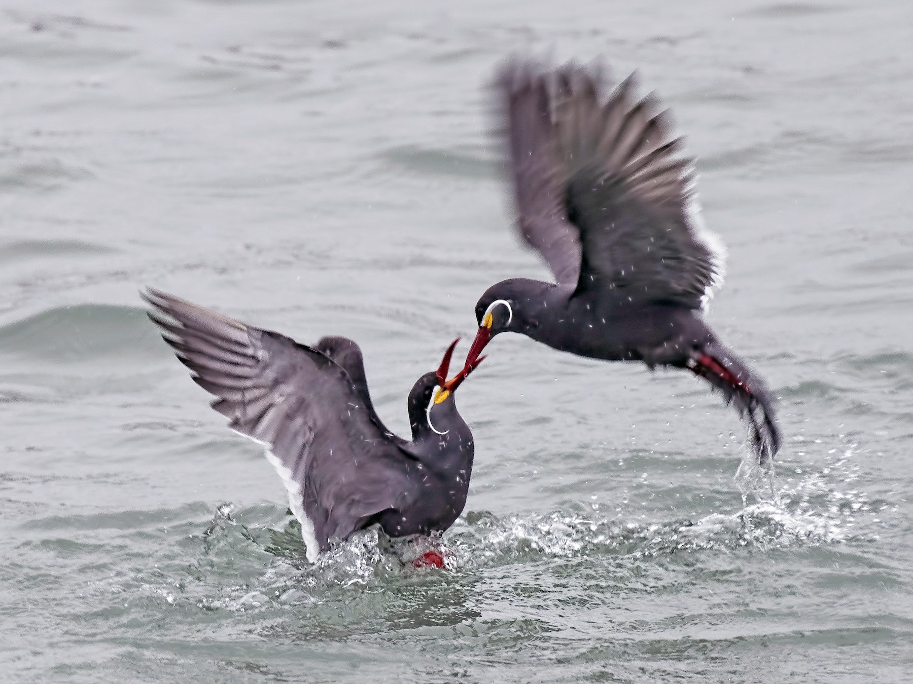 Inca Tern - eBird