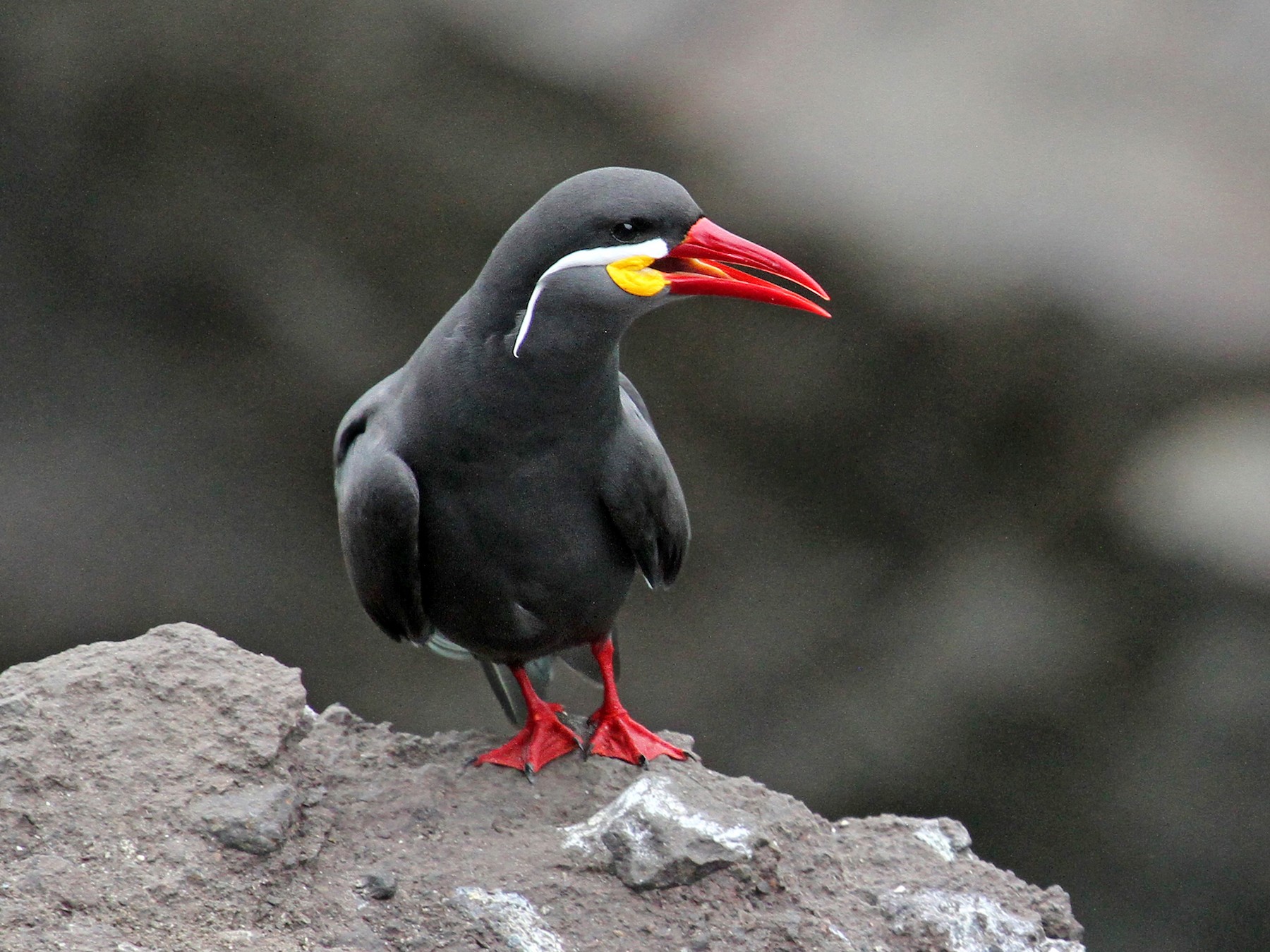Inca Tern - eBird