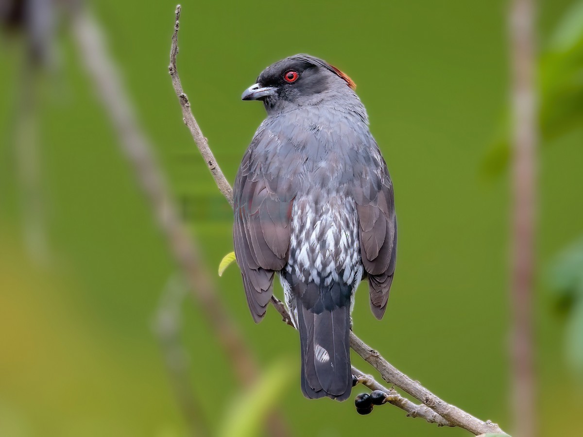 Red-crested Cotinga - Ampelion rubrocristatus - Birds of the World