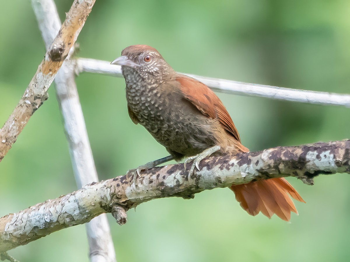 Scaled Spinetail - Cranioleuca muelleri - Birds of the World