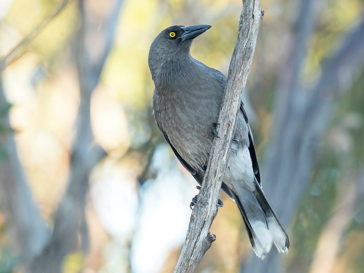 Gray Currawong - Strepera versicolor - Birds of the World