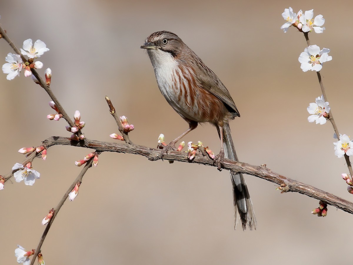 Beijing Babbler - Rhopophilus pekinensis - Birds of the World