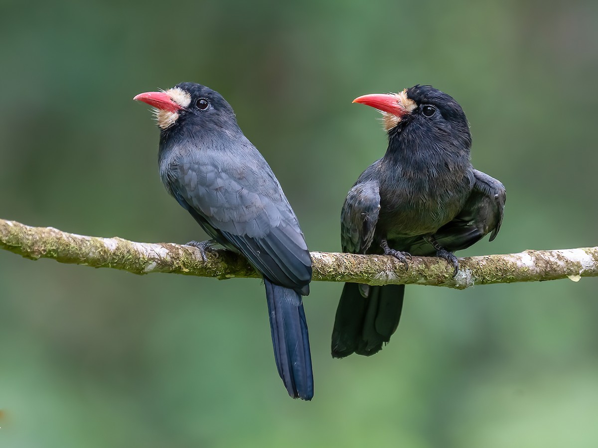White-fronted Nunbird - Monasa morphoeus - Birds of the World