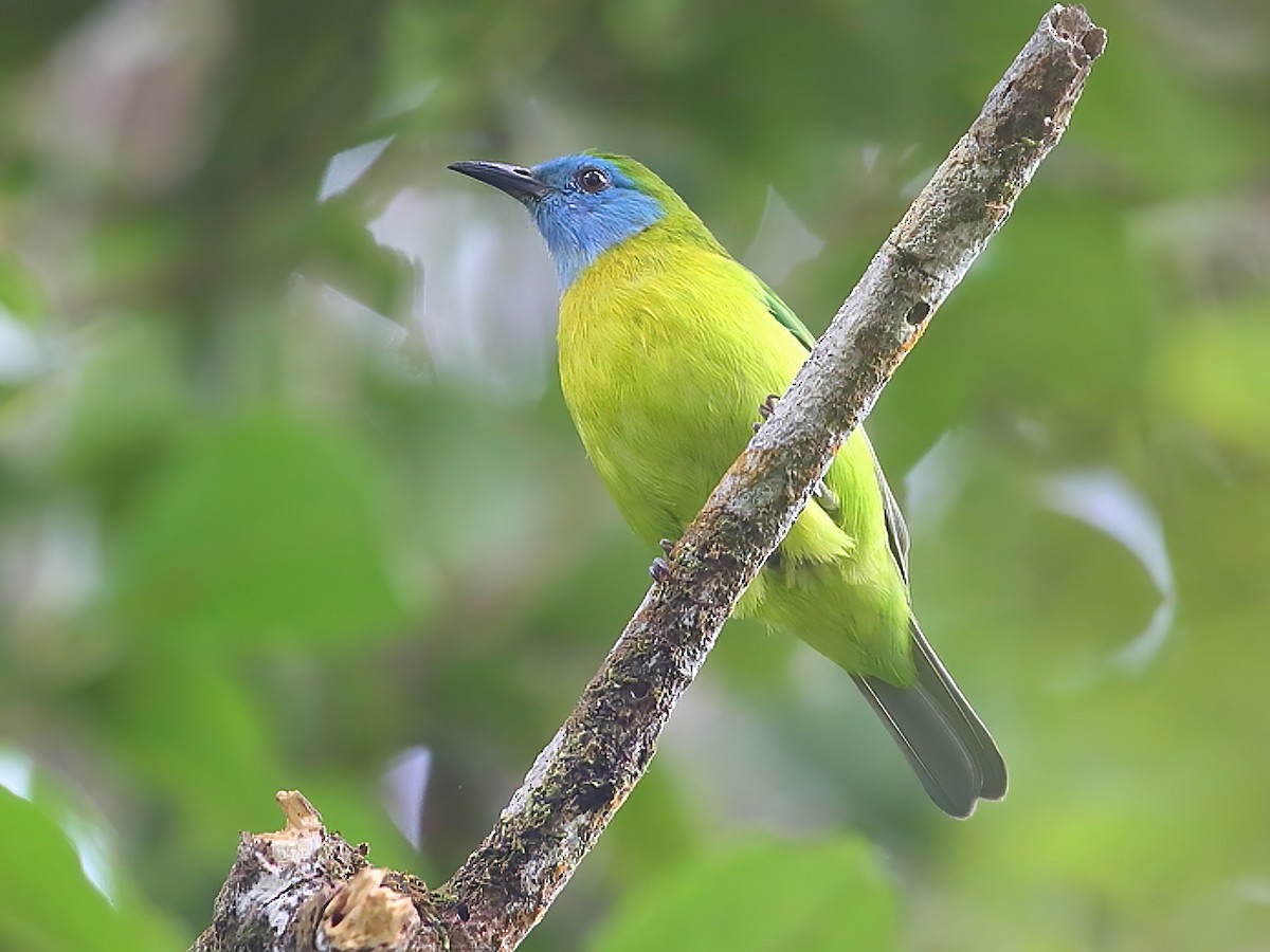 Blue-masked Leafbird - Chloropsis venusta - Birds of the World