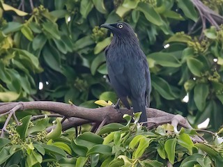 Brown-winged Starling - Aplonis grandis - Birds of the World