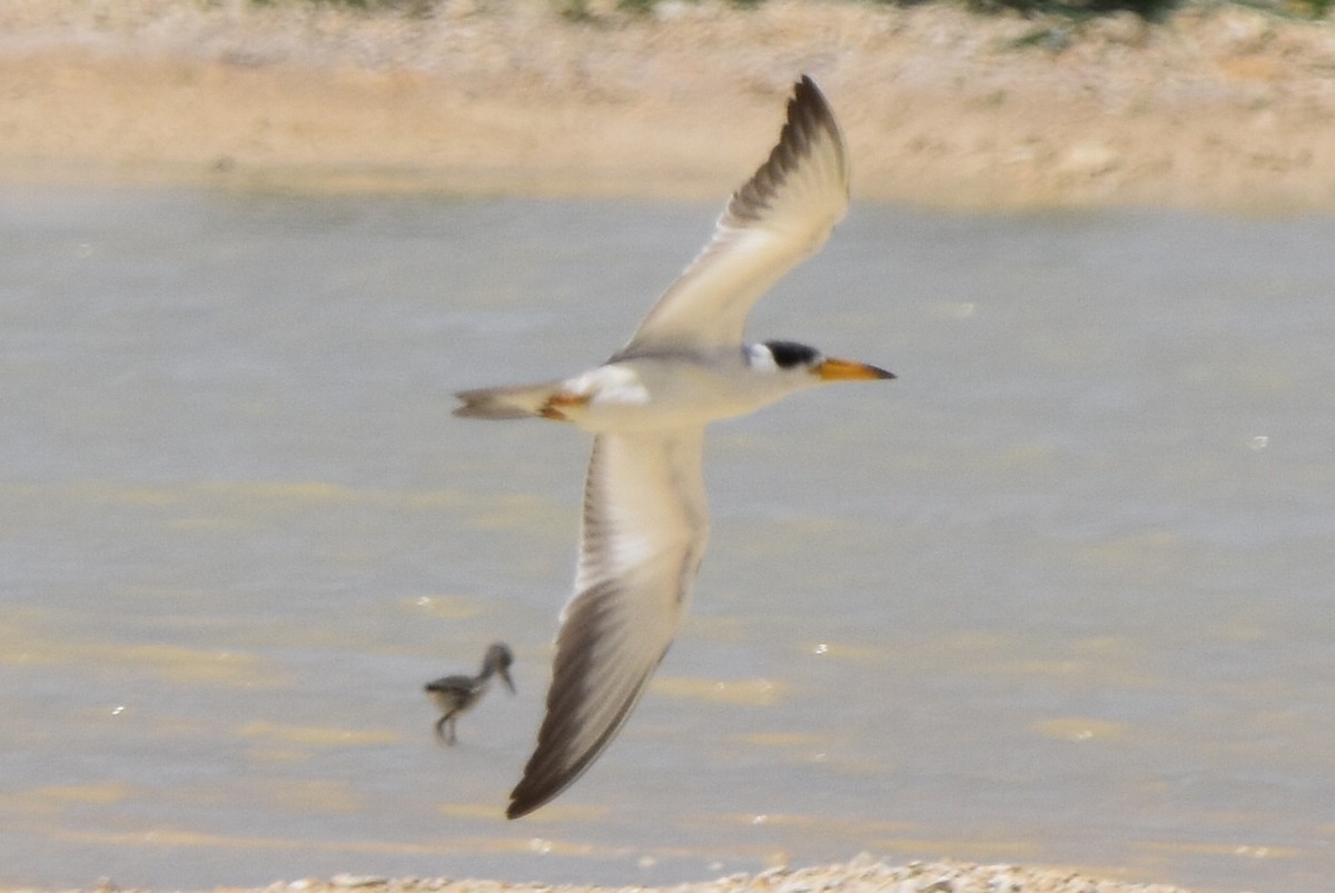 eBird Checklist - 9 Jun 2023 - Pope Paul II Blvd. - 19 species